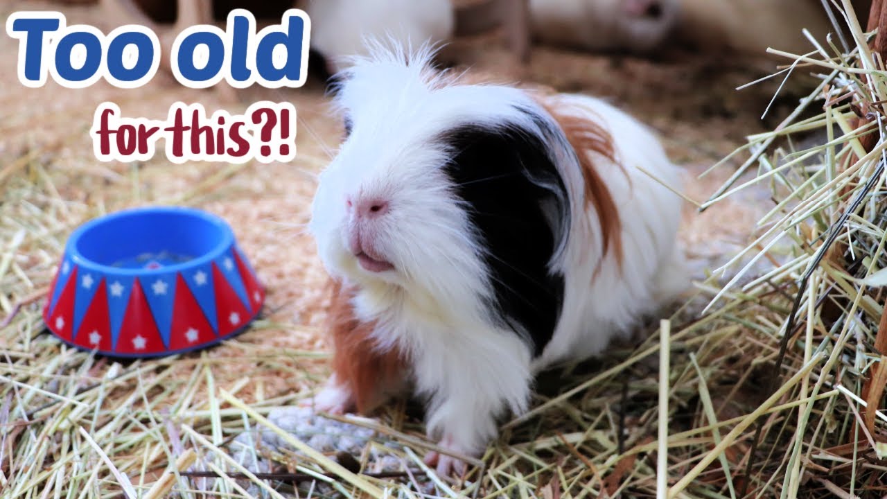 My Guinea Pigs Are Aging :( - YouTube