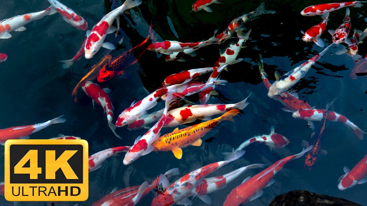 Beautiful Coral Reef Fish, Relaxing Ocean Fish, & Stunning Aquarium ...