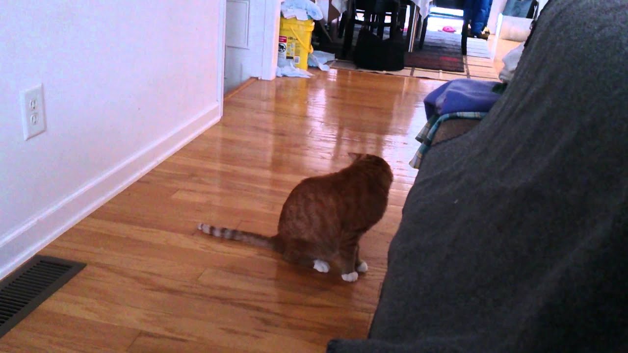 Cat chasing his own tail - YouTube