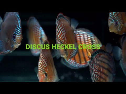 Ikan Discus Heckel Cross - YouTube