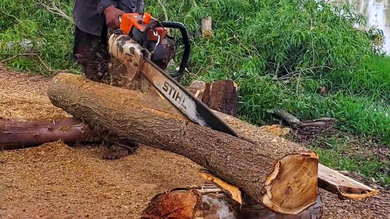 Incredible Tree Felling Down Skill With Chainsaw Cutting Small Tree ...