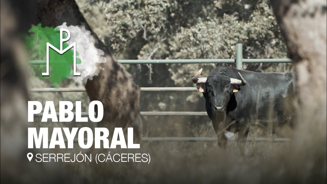 DESCUBRE cómo viven los TOROS en la ganadería de PABLO MAYORAL - YouTube