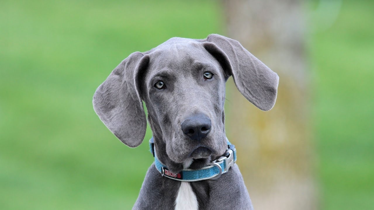 How to Set Appropriate Dog Training Goals and Standards - YouTube