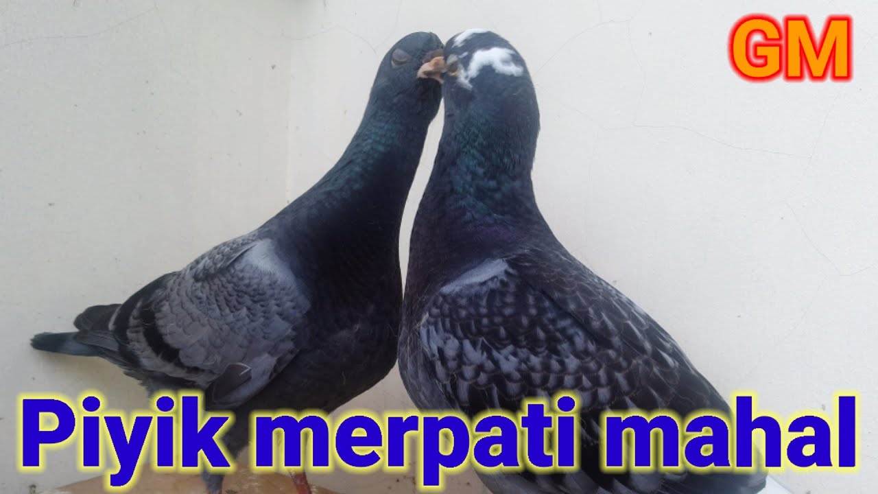 Piyik merpati bagus,merpati plontang. - YouTube