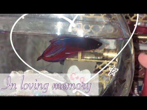 my fish’s funeral - YouTube