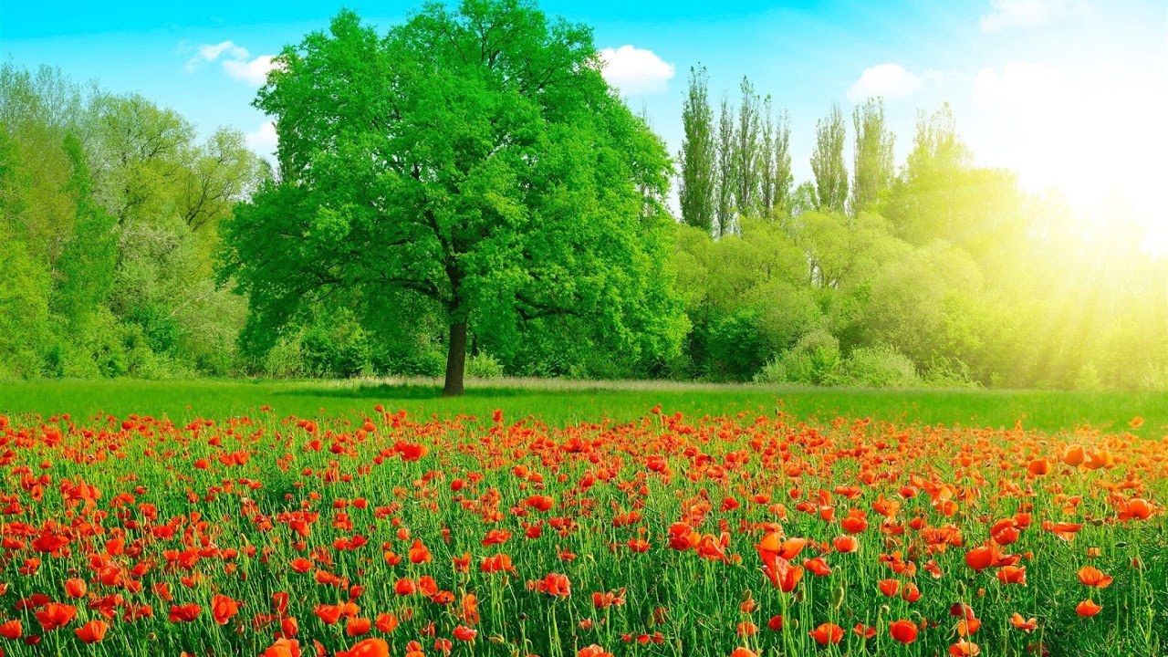 Major by Jekalyn Carr (Official Live Video)Cellair🙏 Beautiful Gospel ...