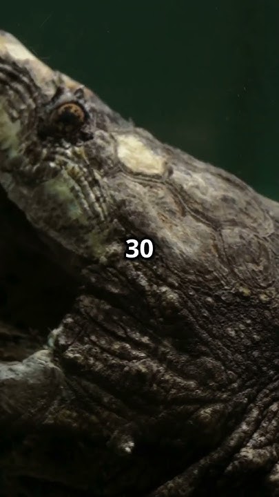 Snapping Turtles: Nature's Fierce Predators! #animals #turtle # ...