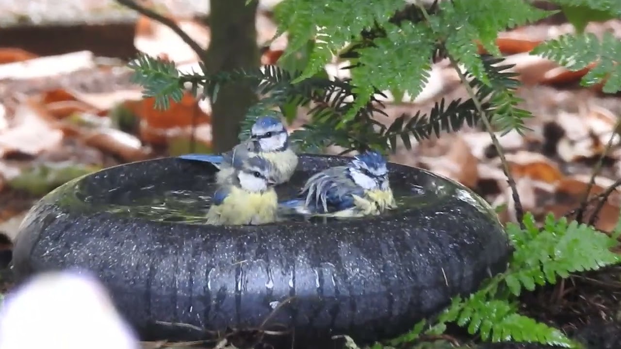 Pimpelmezen badderend/Blue Tits bathing, Ermelo, Tonsel, The ...