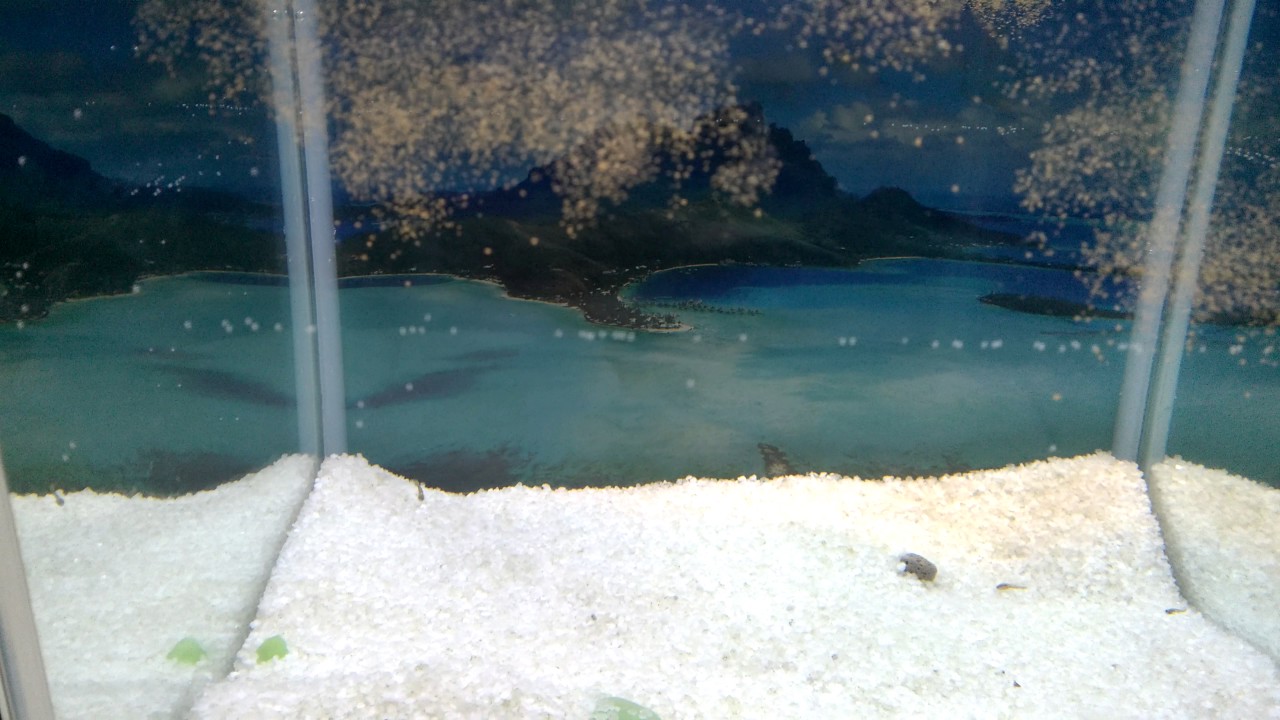 Baby Oranda GoldFish - 1 Month - YouTube