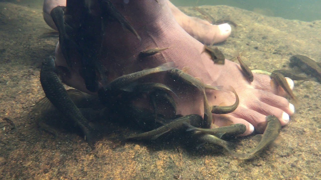 Red Garra Fish in Natural Pool | Amazing Natural Fish Therapy (2021 ...