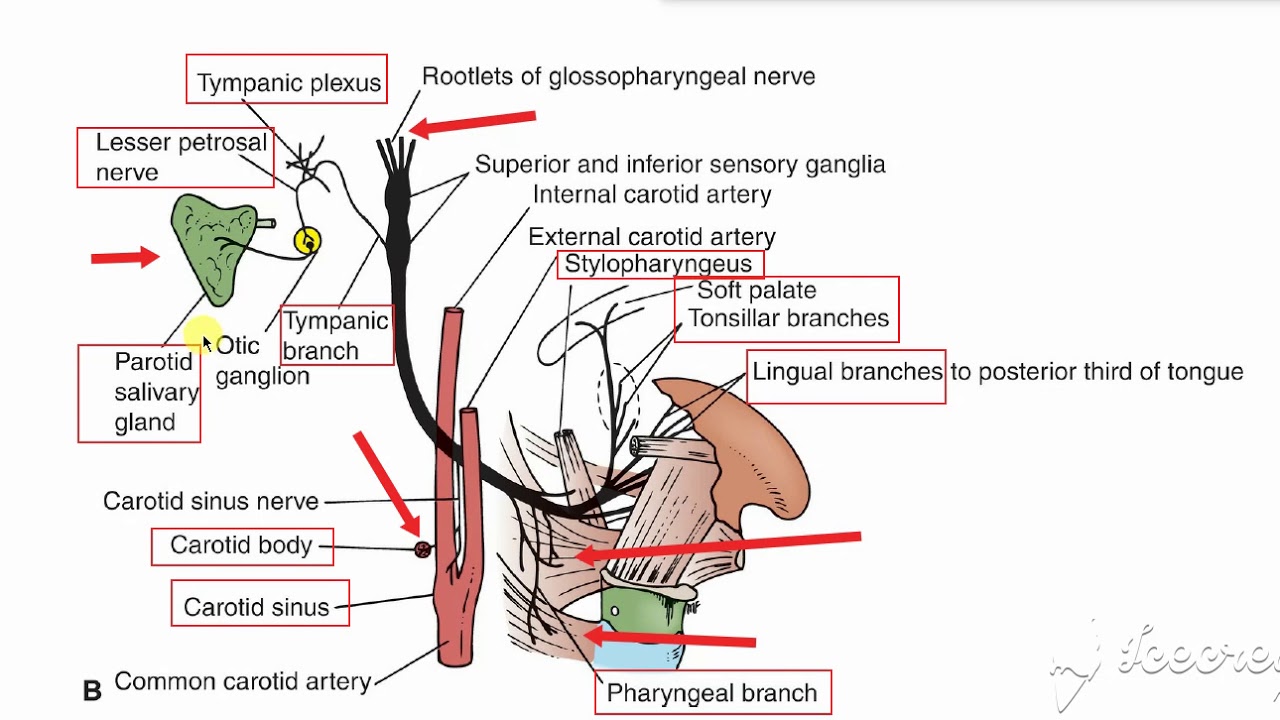 Glossopharyngeal branches 1 - YouTube