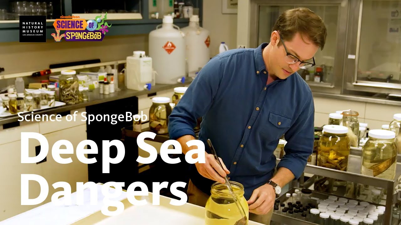 Science of SpongeBob: Deep Sea Dangers #SpongeBob #Science - YouTube