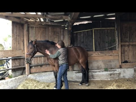 Das Nackenband Eures Pferdes - Harmonisierung und Entspannung - YouTube