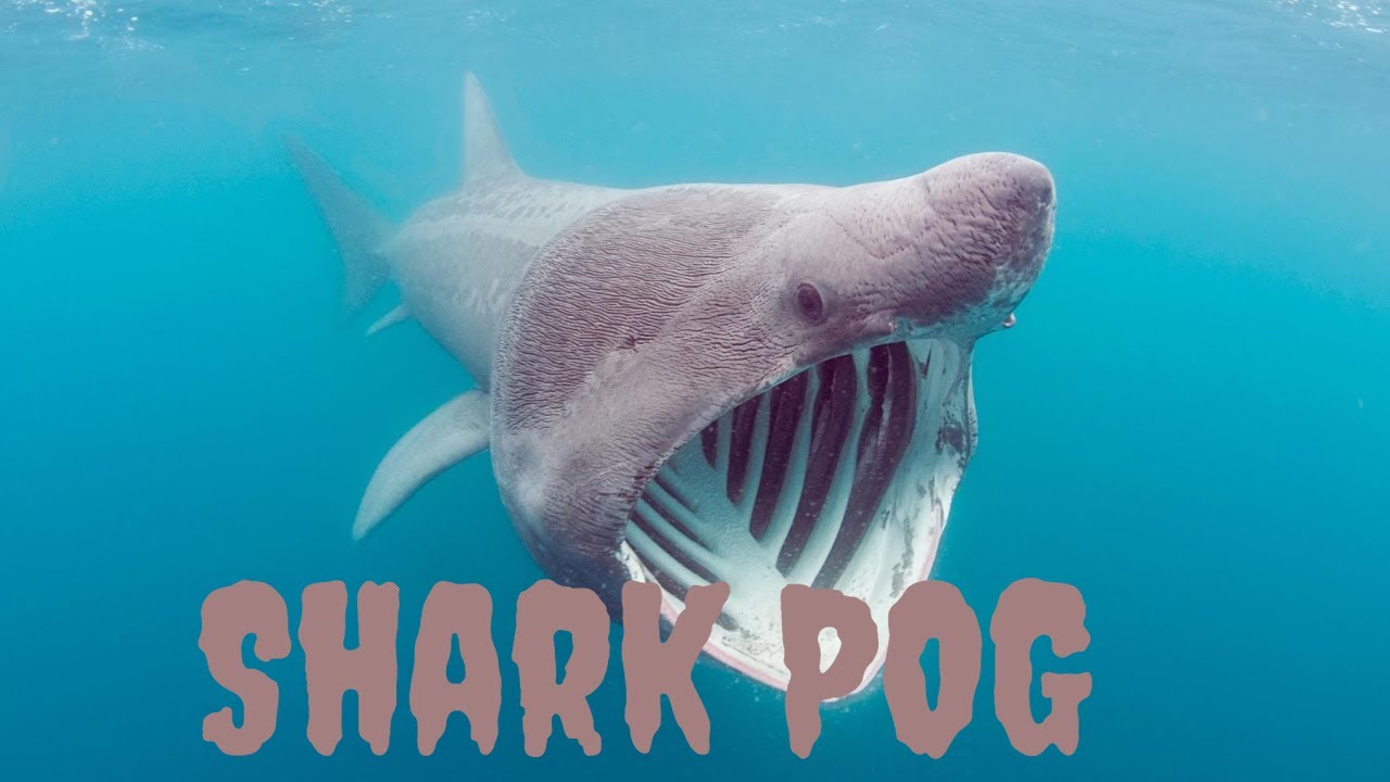 shark pog - YouTube