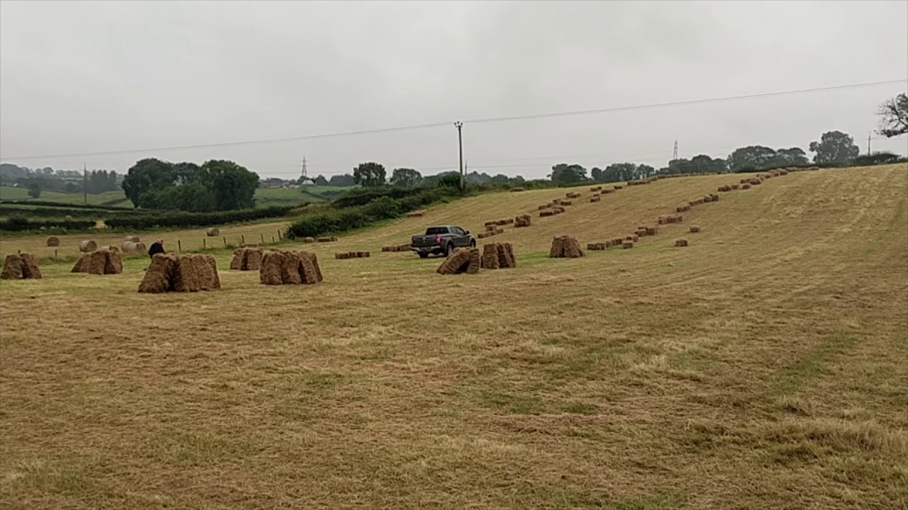 stooking hay - YouTube