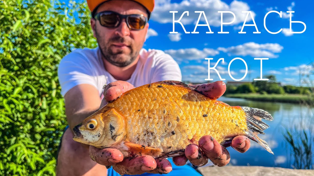ЗОЛОТИЙ КАРАСЬ . Рибалка на дикому озері . Українська рибалка - YouTube