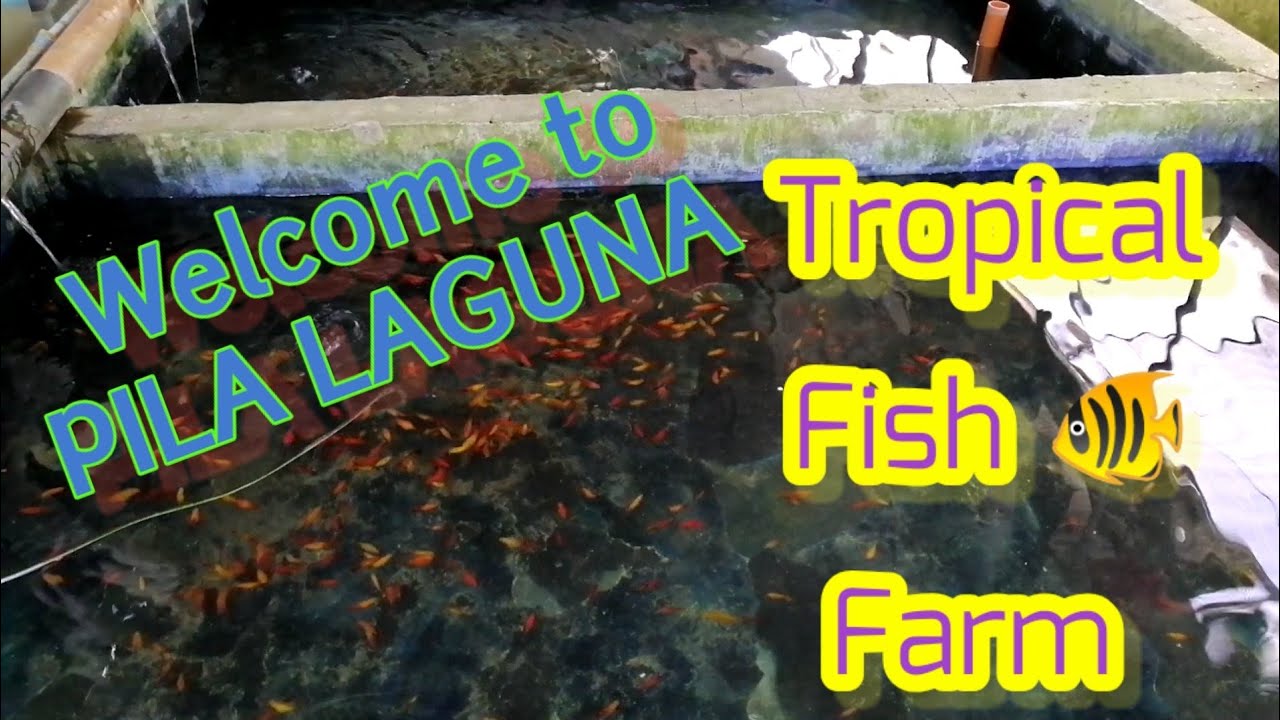 PILA LAGUNA (short content) Tropical Fish 🐠 farm # DJI OSMO MOBILE 3 ...