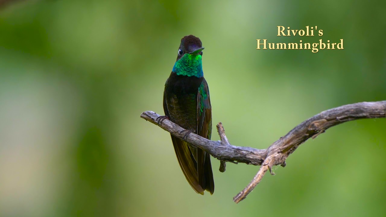 Hummingbirds & Friends (4K UHD) - YouTube