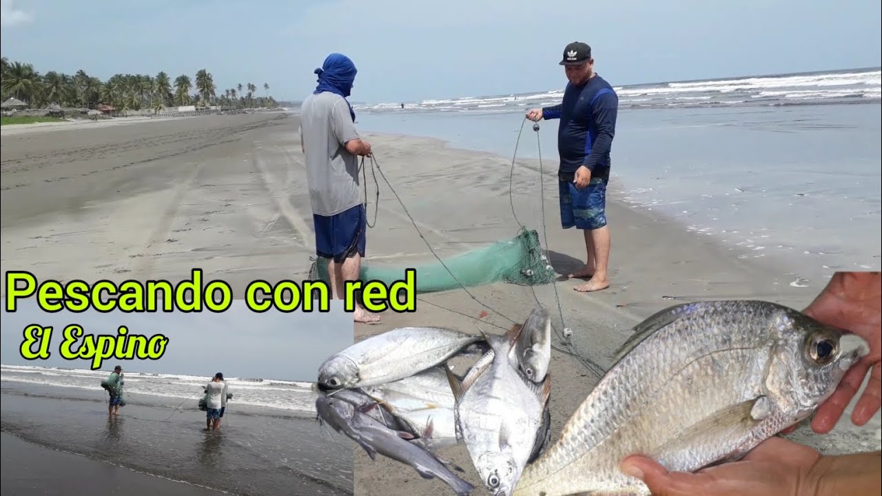 PESCA CON RED...los primos y el cuñado agarran 25 lb de 🐠🐋🐟 - YouTube
