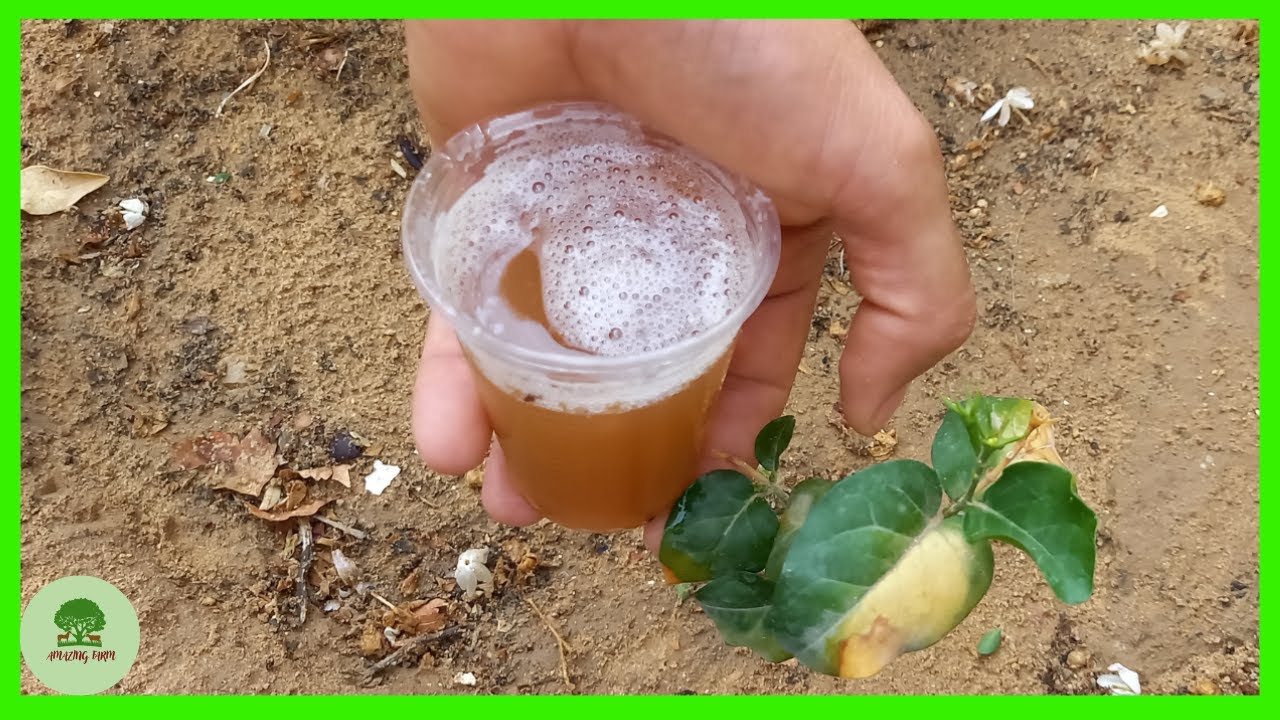 Just one cup makes it explode with growth and flowering - YouTube