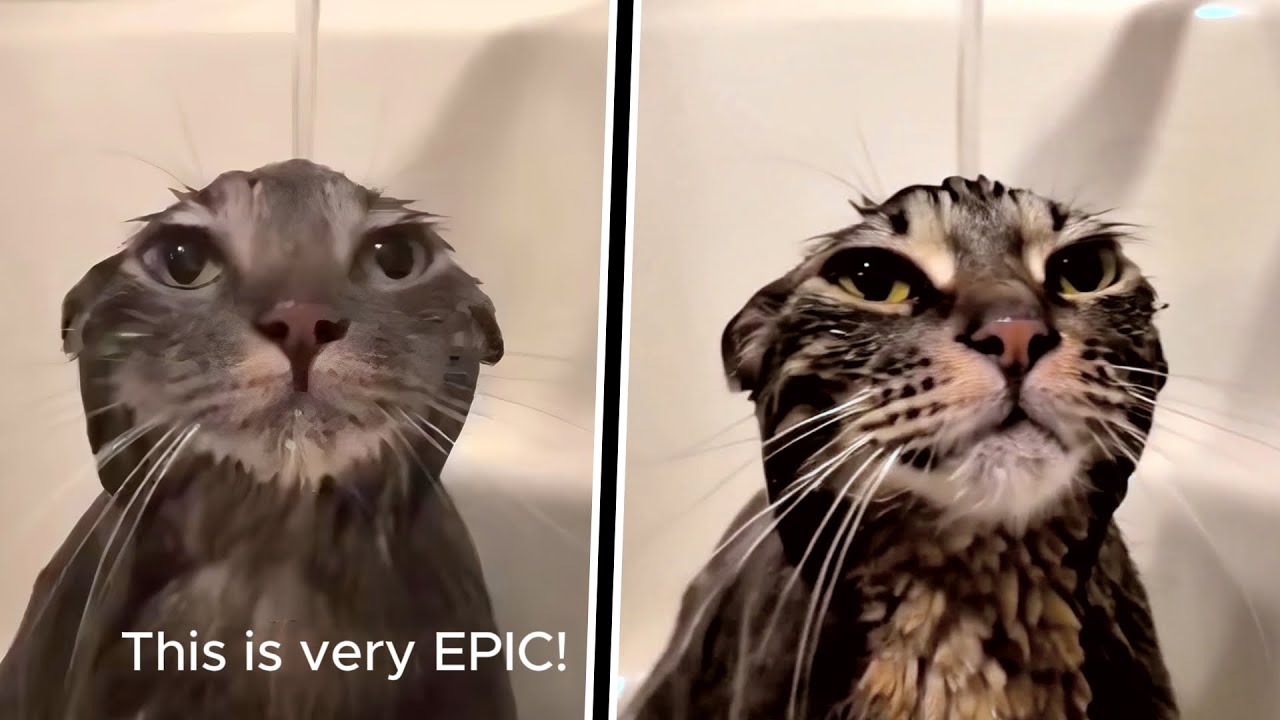 The Wet Cat in 2024 | AI Memes | Part 1 - YouTube
