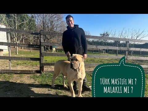 Malaklı mı ? Türk Mastiffi mi ?  Trex in tanıtımı ve Kangalımız Kılıcı kaybettik :(