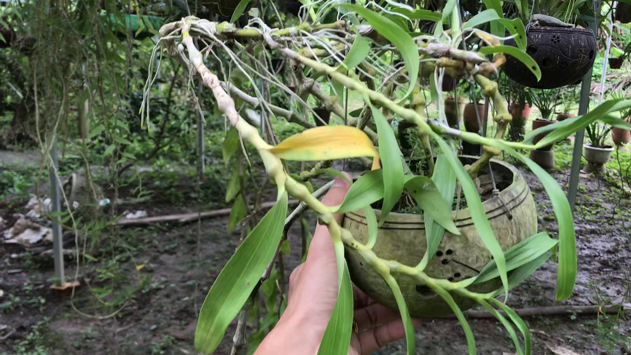 Lan Trúc Phật Bà trồng tại Bến Tre Dendrobium Pendulum - YouTube