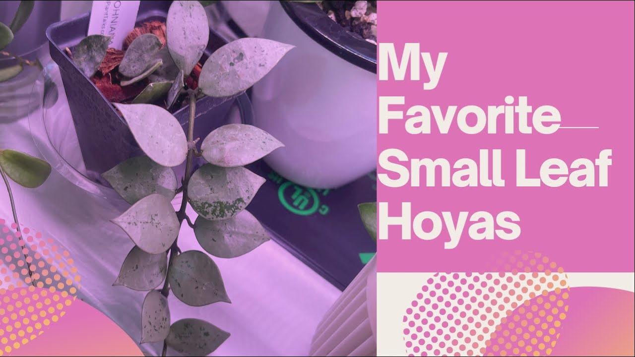 Small Leaf Hoyas In My Collection! 10 Small Leaf Hoyas in my collection ...