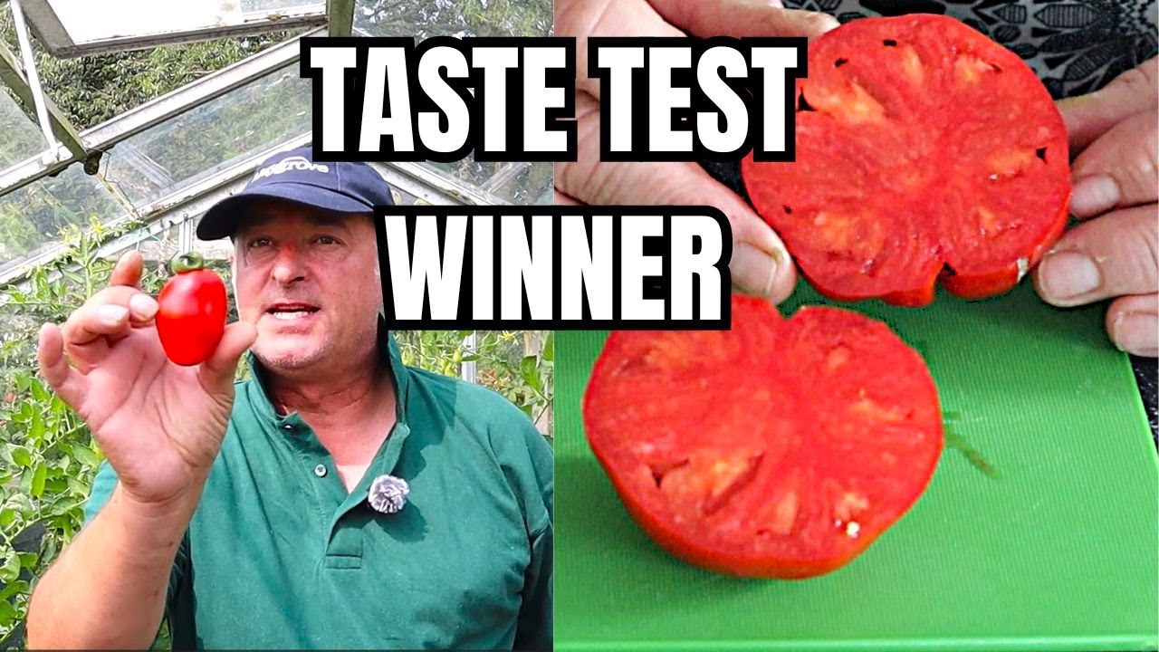 The Ultimate Tomato Taste Test Showdown: Heirloom vs Hybrid! || Tomato ...