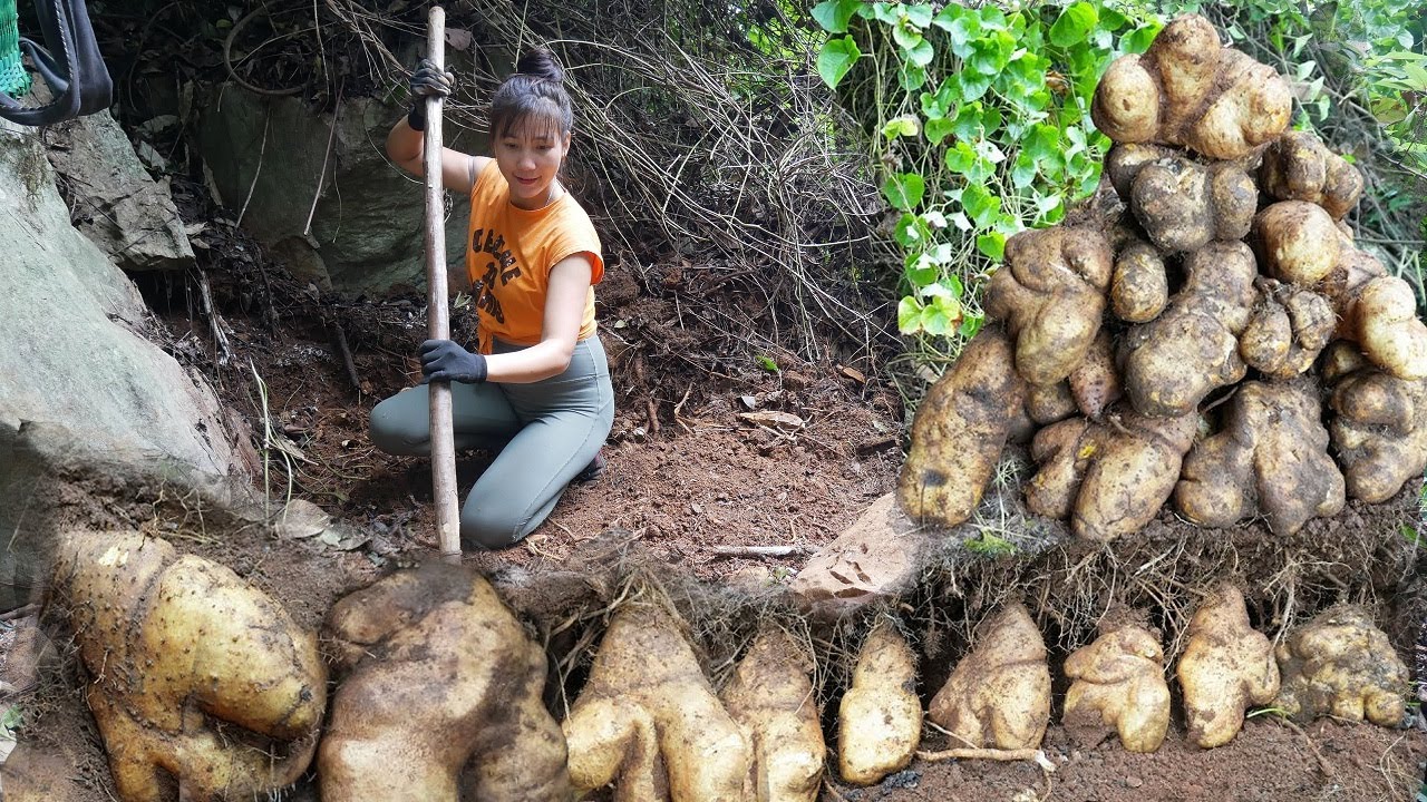 Harvesting Underground Wild Tuber Goes To Market Sell - Cooking Wild ...