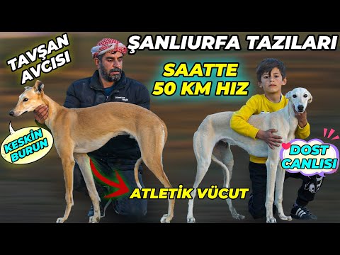 Saatte 50-60 KM Hızla Koşup Tavşan Avlayan Şanlıurfa Tazıları! - İbrahim Çatak Tazı Çiftliği