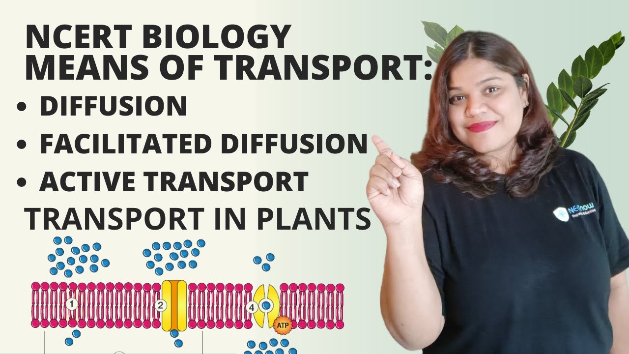 Means of transport | Transport in plants | Plant Physiology |Class 11 ...