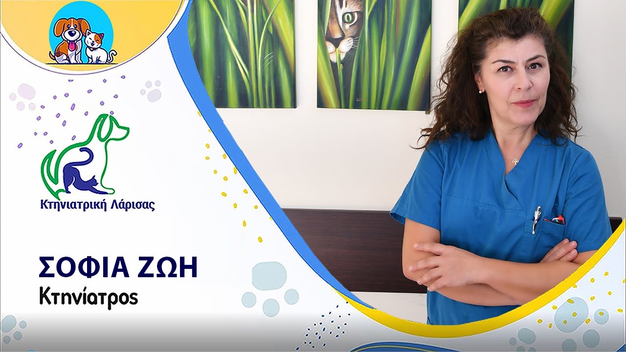 Χειρουργειο αφαιρεσης ογκου γατας - Εντερεκτομη και εντεροαναστομωση ...