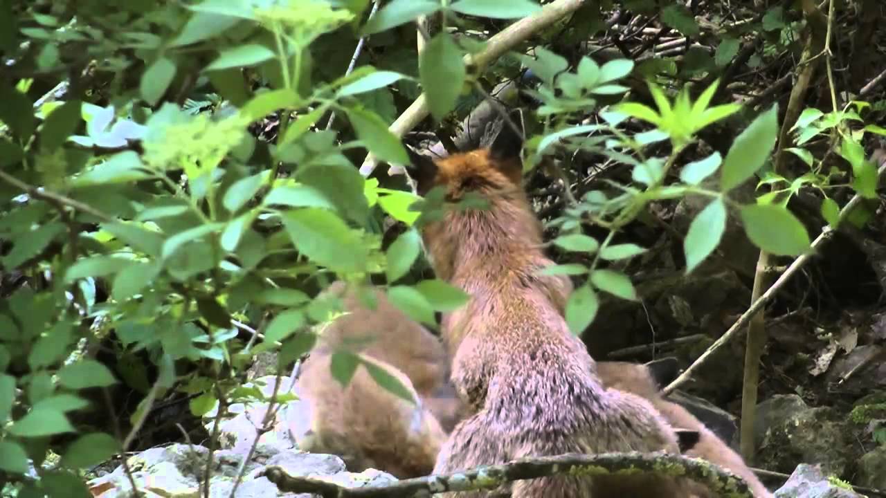 Familie Fuchs - red fox family 2012-05-17 - YouTube