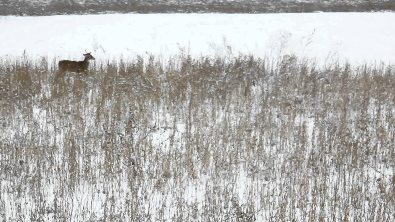 Smally rowdy buck harrassing doe -Missouri 2014 - YouTube