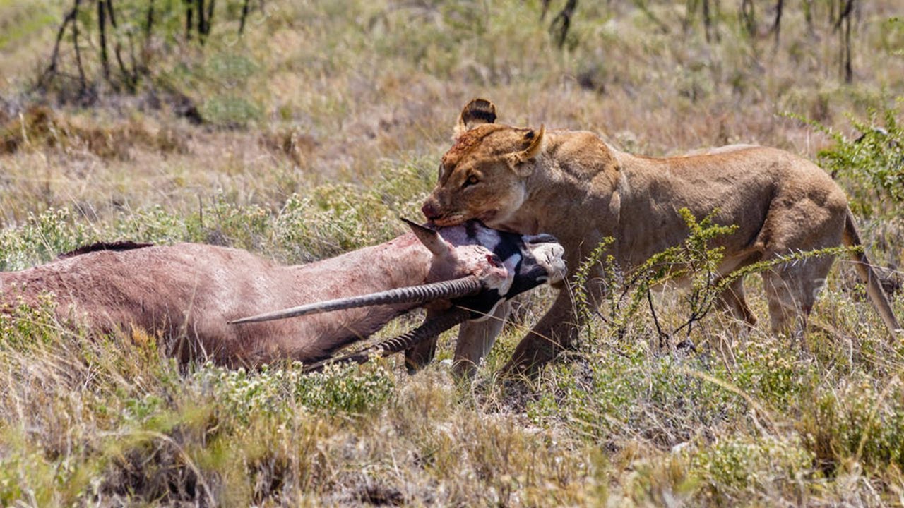 Lion attack Oryx in Safari - YouTube