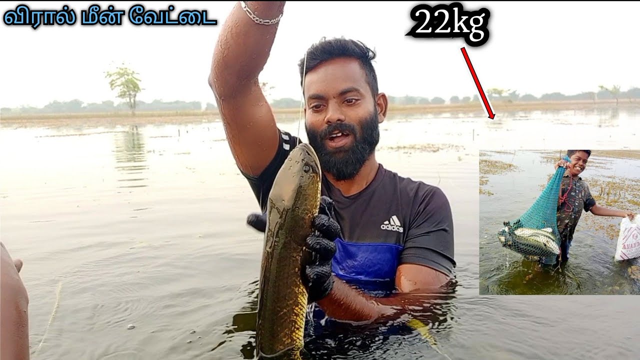 Incredible Big size Murrel fishing |சார விரால் மீன் தூண்டில் ...