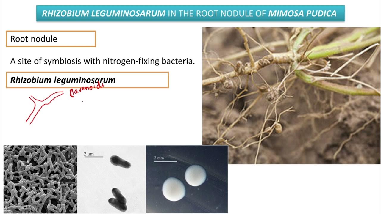 Rhizobium Root Nodules
