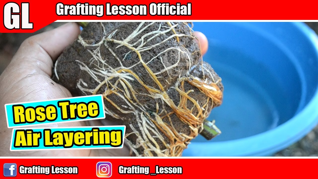 How To Air Layering Rose Tree - YouTube