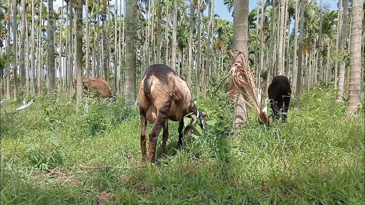 cow | sheep | kuri | tagaru - YouTube