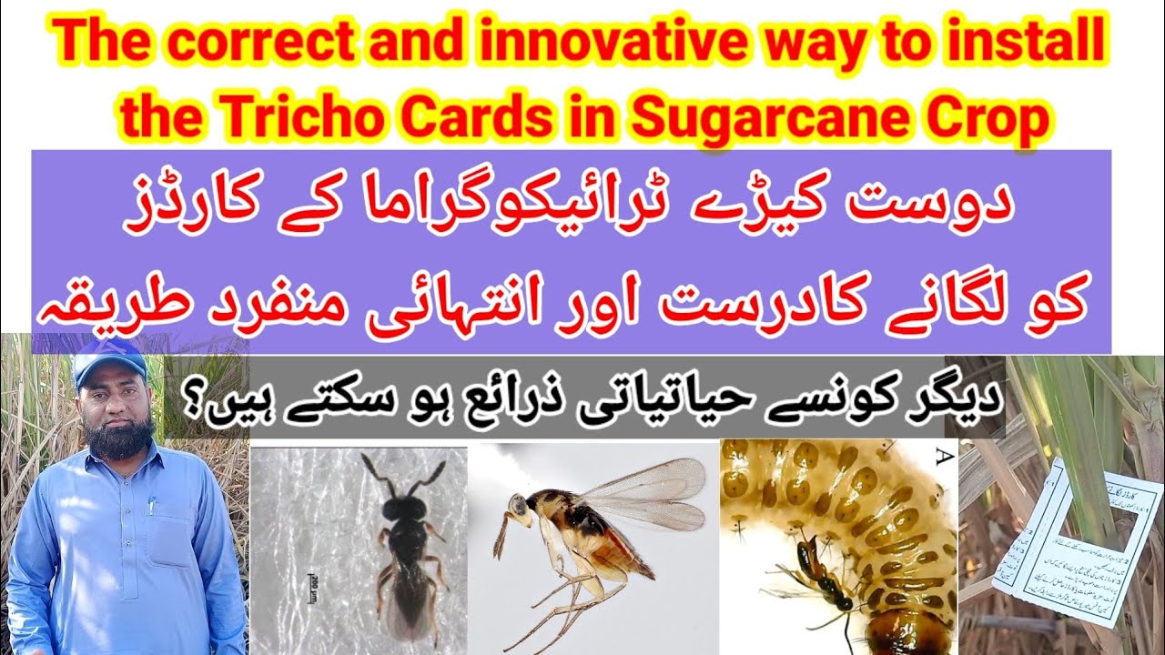 Innovative way to install Tricho Cards in Sugarcane Crop? Other Options ...