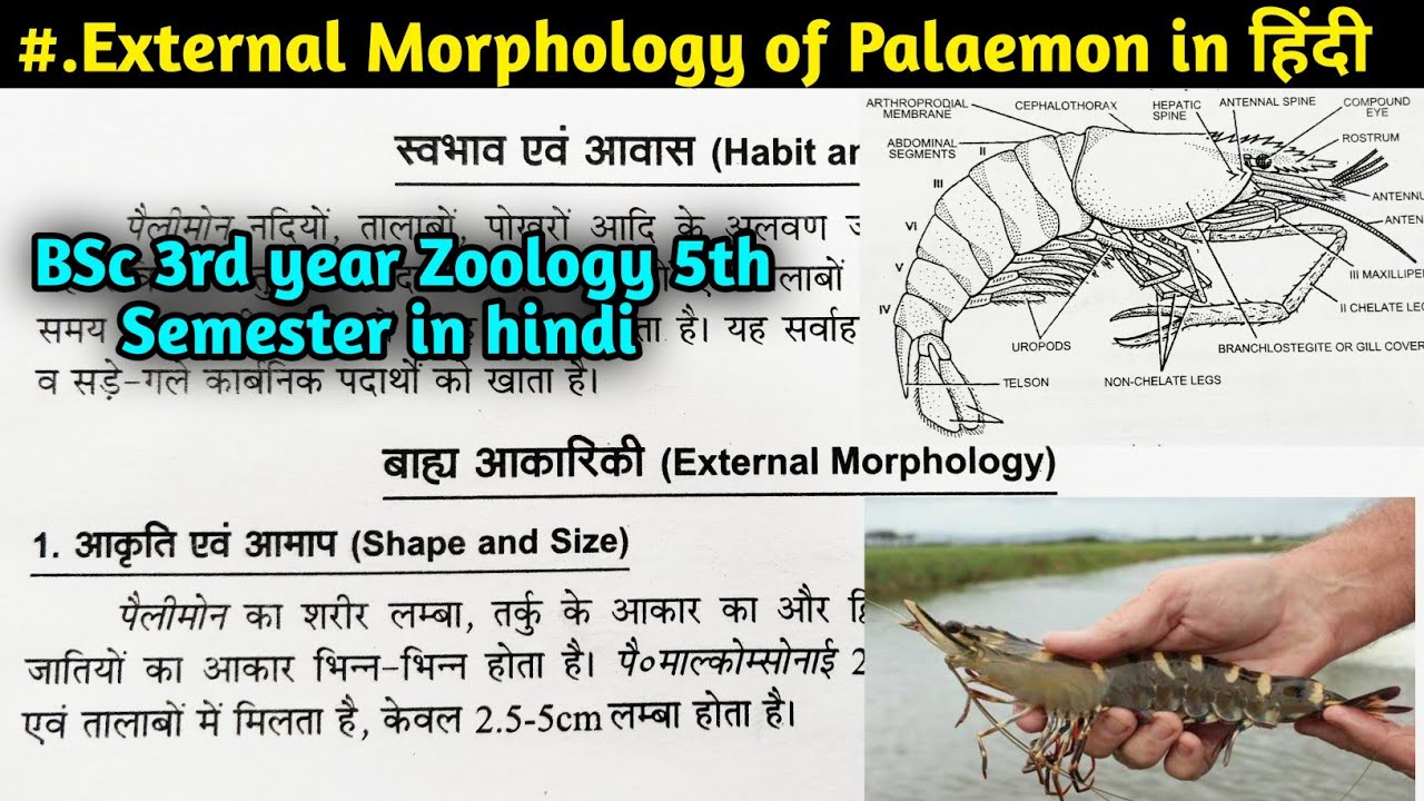 External Morphology of Palaemon in hindi || BSc 3rd year Zoology 5th ...