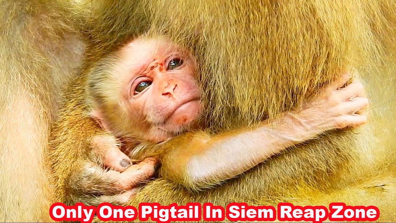 Baby Lucie is the first baby pigtail monkey in Siem Reap Zone include ...