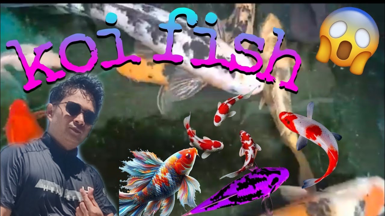 KOI FISH | One of the strongest living creatures in the water|#koifish ...