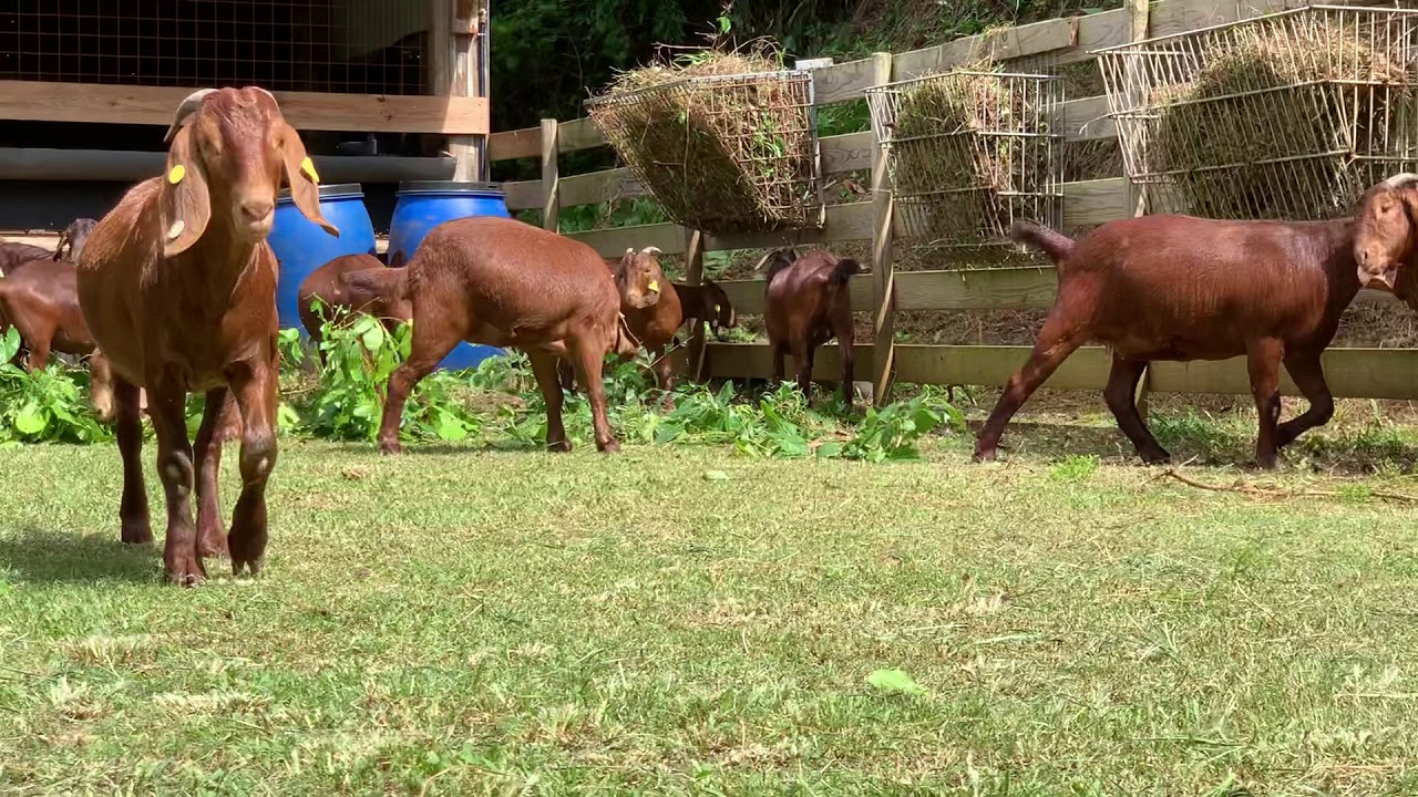 Kalahari red 100%: Good grass! - YouTube