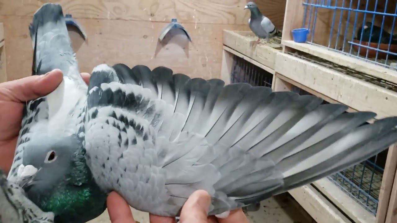 Direct Import from Belgium(Janssen Strains)| Middle distance | Racing ...