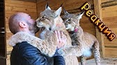 ГДЕ КУПИТЬ НАСТОЯЩУЮ РЫСЬ? - YouTube