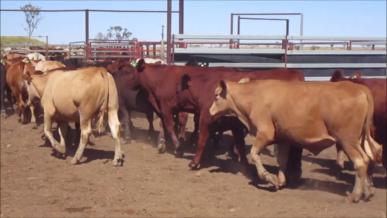 Catumnal backgrounding steers - YouTube