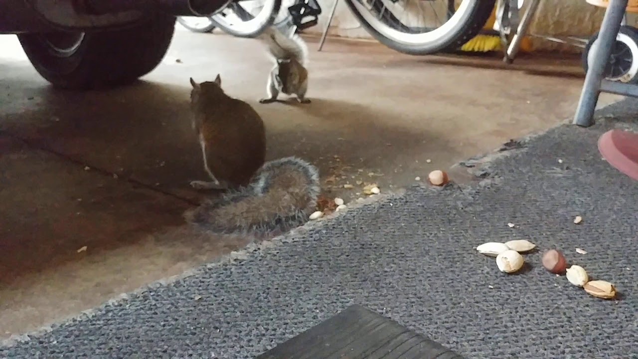 Wednesday Squirrels - YouTube