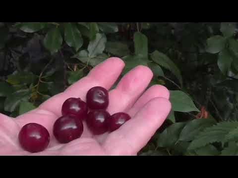 Моя вишенка - YouTube